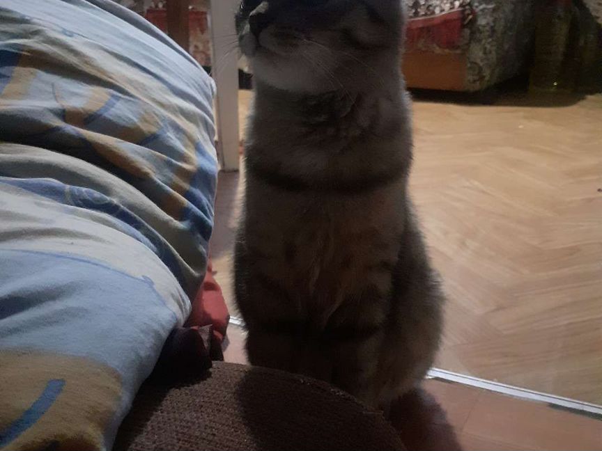 Веслоухая кошка