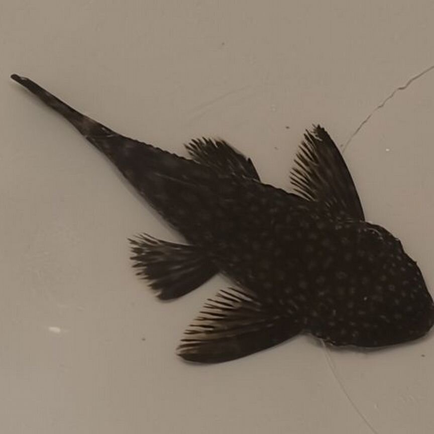 Сом анциструс