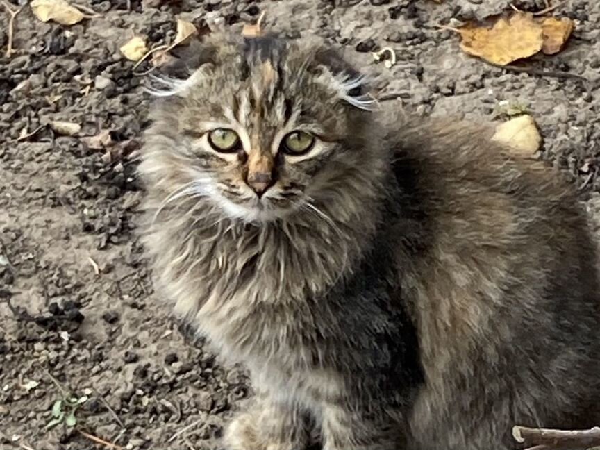 Замечательные котята подростки