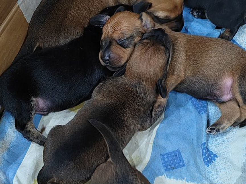 Щенки таксы