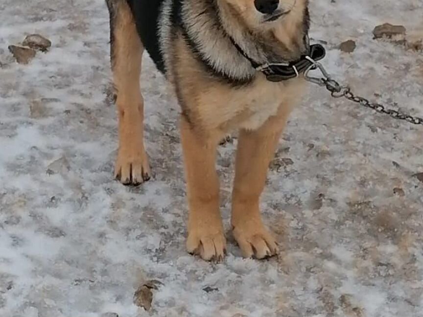 Щенок ищет хозяина