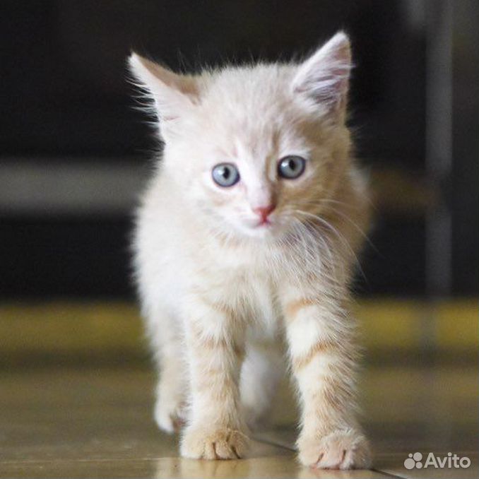 Котенок-мальчик, полтора месяца