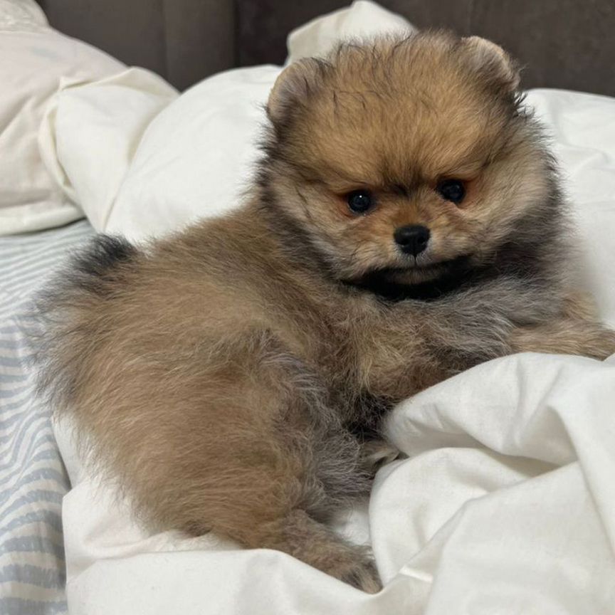 Померанский шпиц, щенок