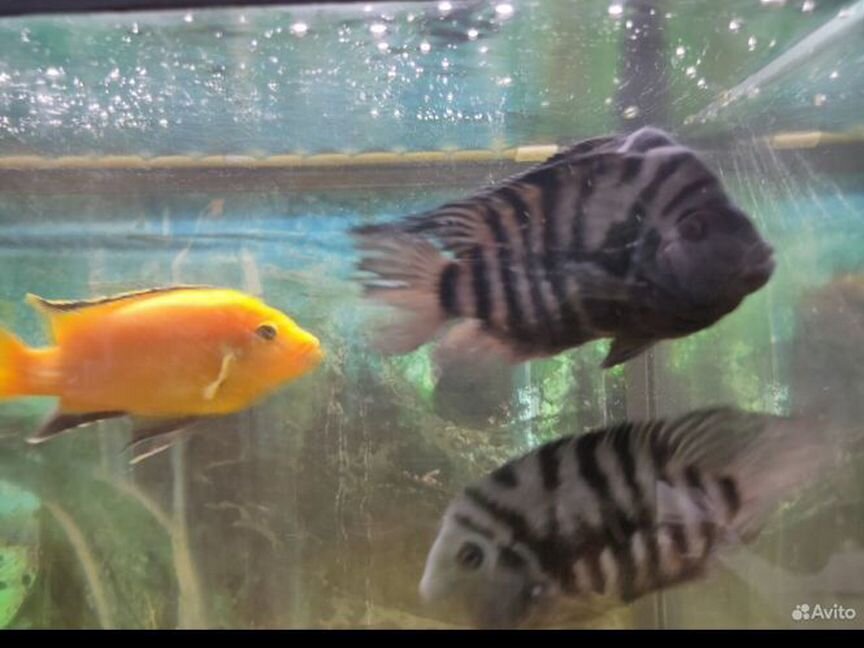 Цихлазома чернополосая пары