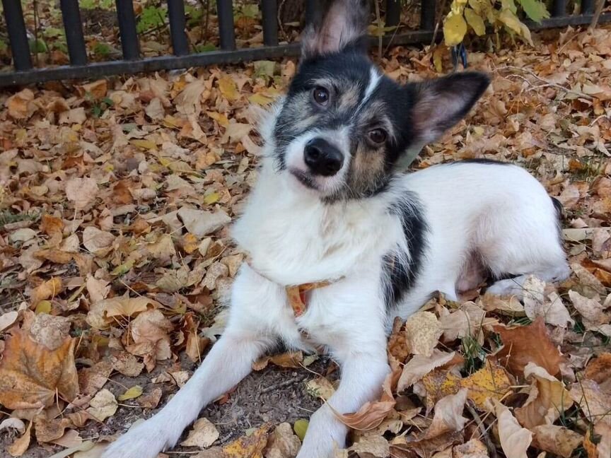 Чудесный песик в дар