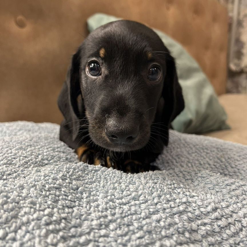 Черно подпалое чудо