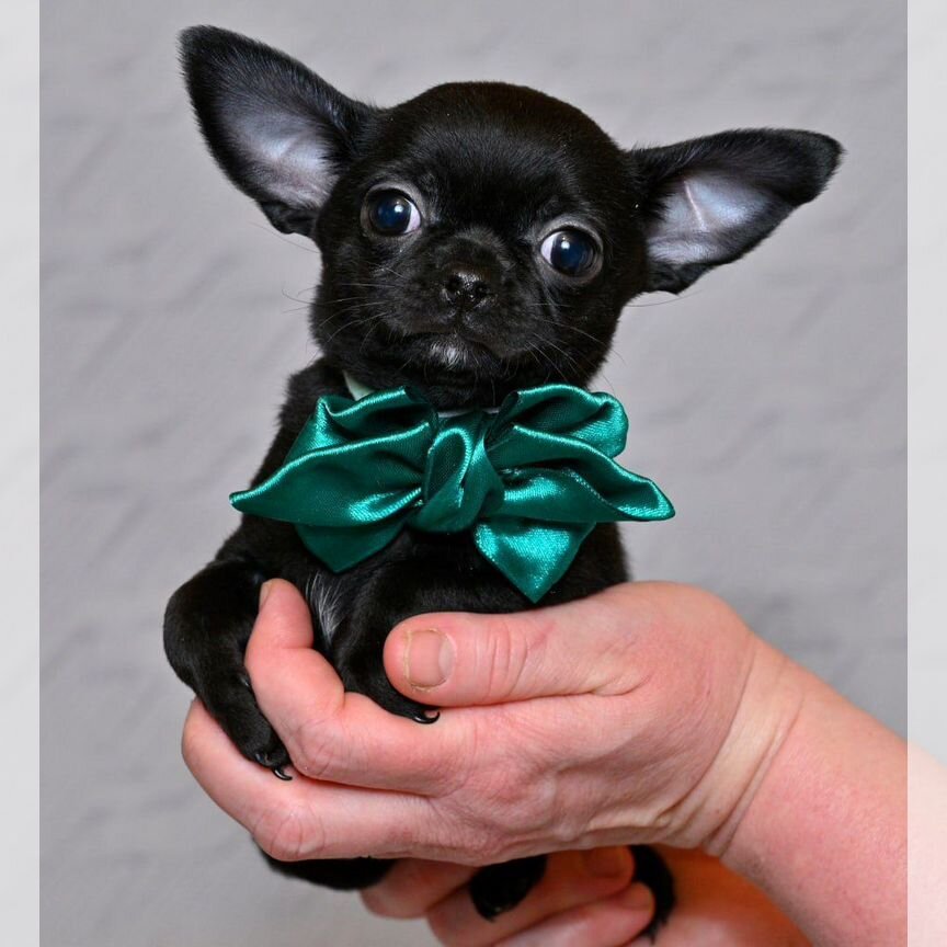 Чихуахуа, щенок