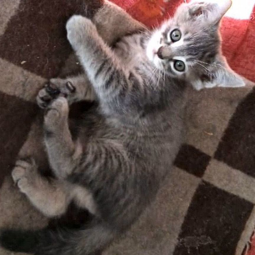 Британский короткошёрстный котёнок