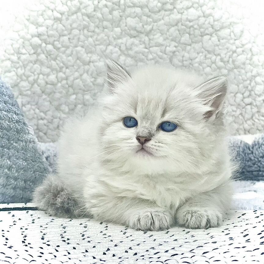 Невская маскарадная кошечка