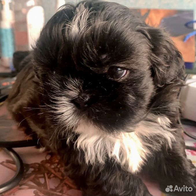 Шит цу щенки