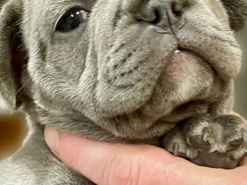 Французский бульдог