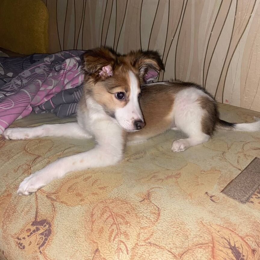 Щенок в добрые руки