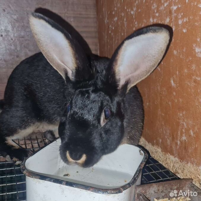 Кролики породы рекс