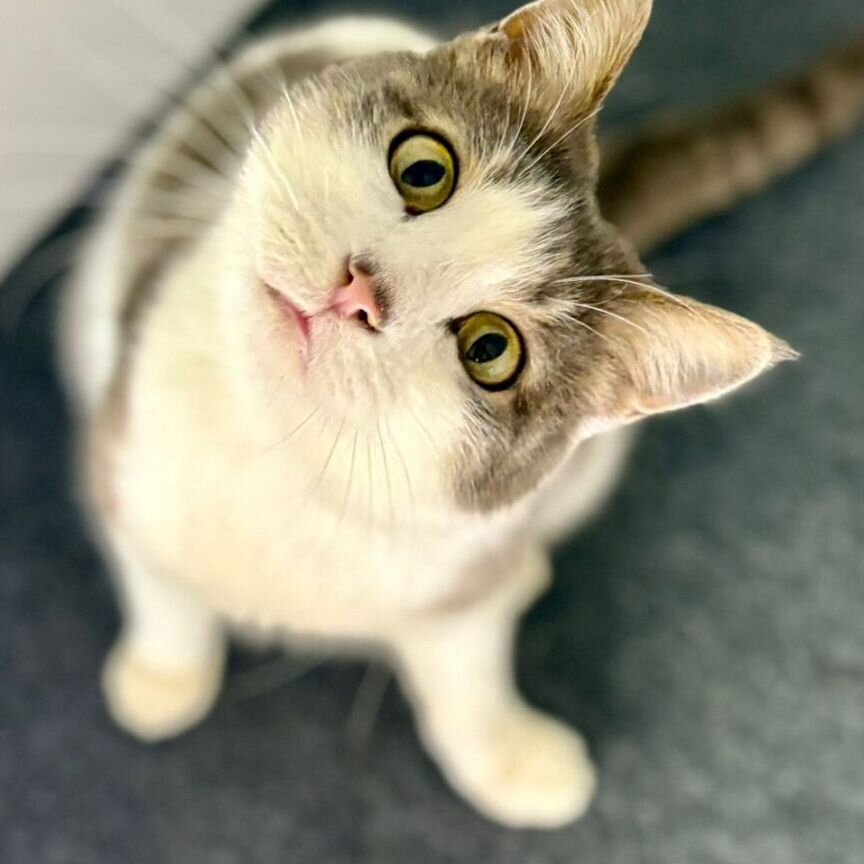 Взрослый кот в добрые руки