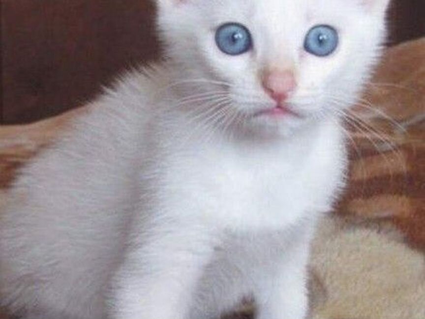 Тайские котята