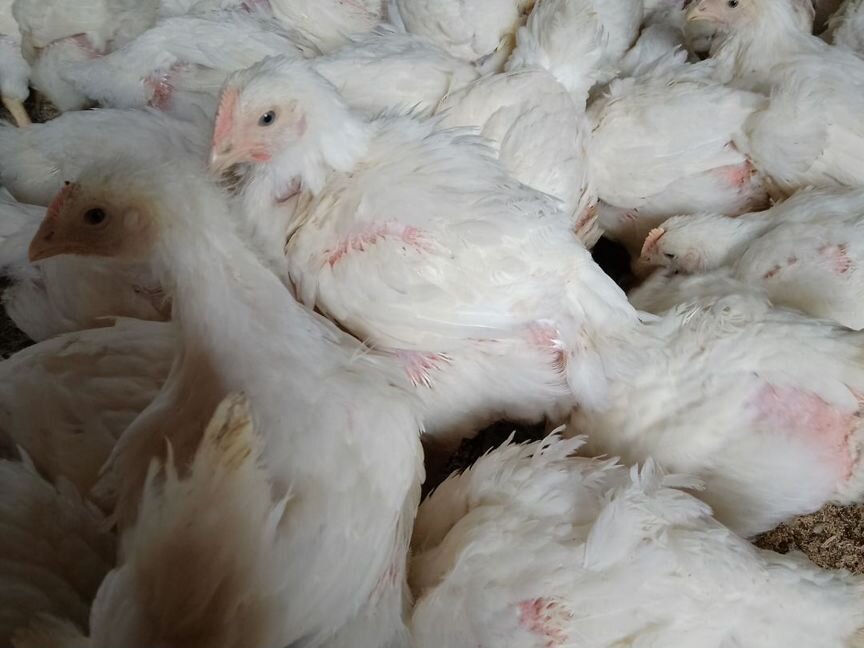 Куры броллеры