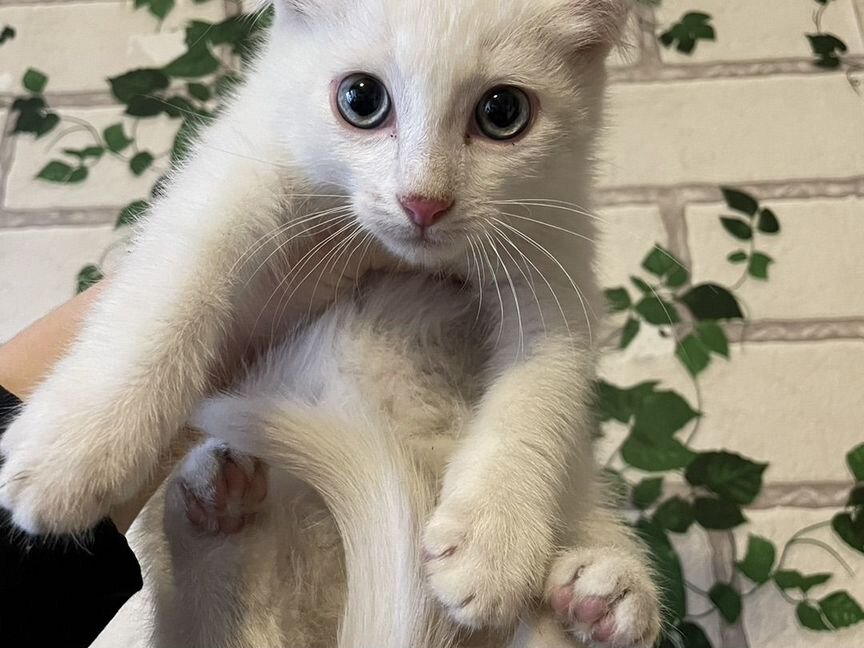 Кошка в дар бесплатно