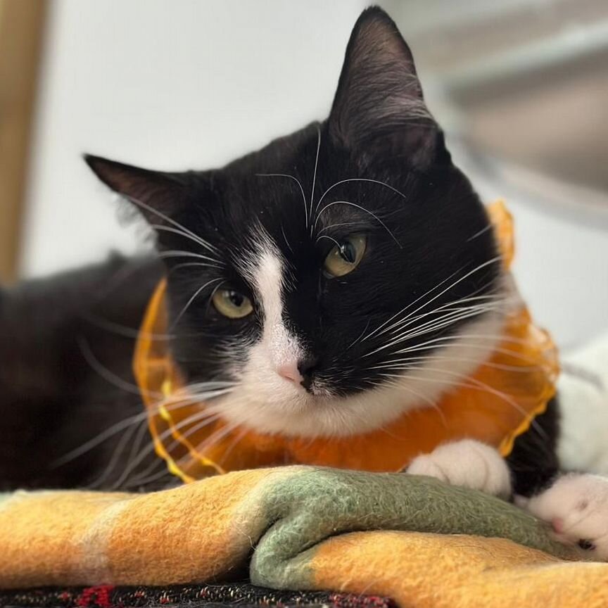 Ласковый Кеша попал в приют