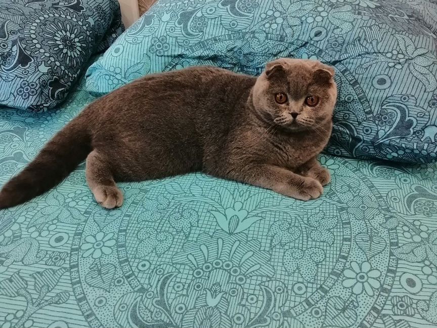 Кошка