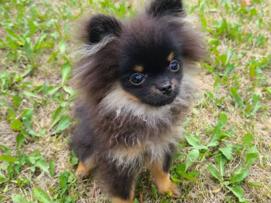 Померанский шпиц мини