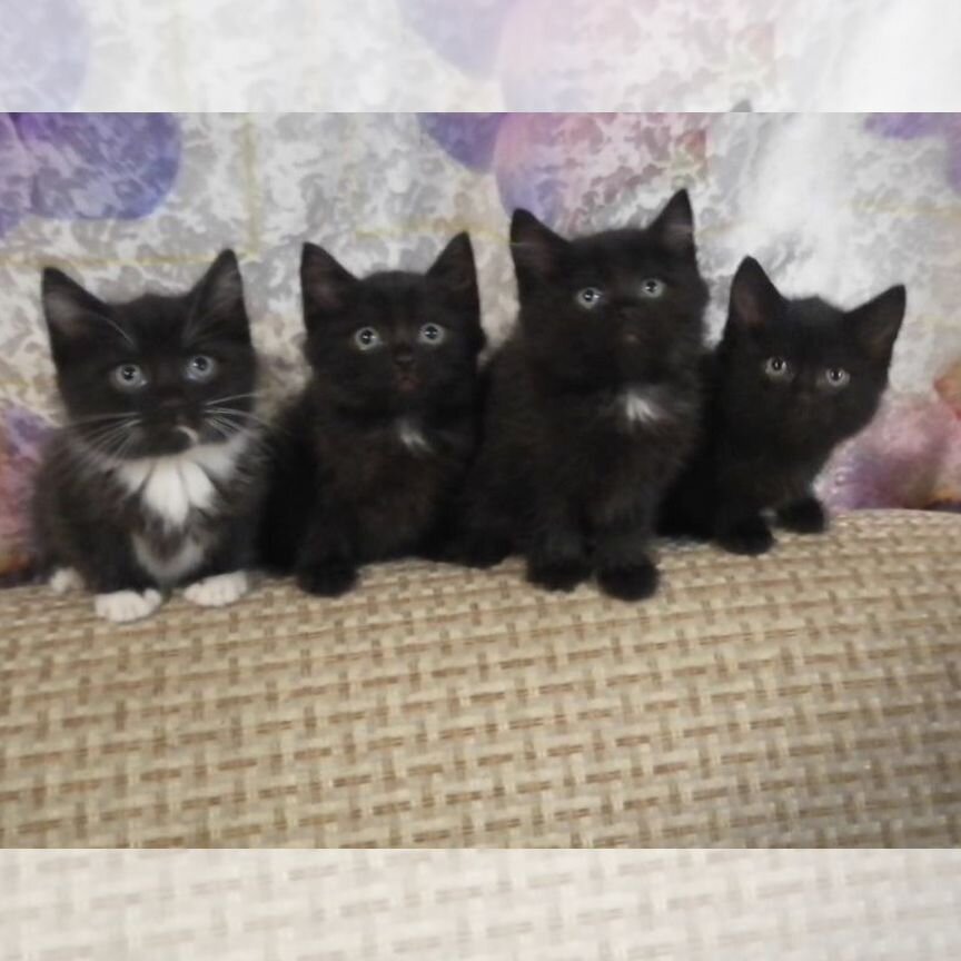 Котята