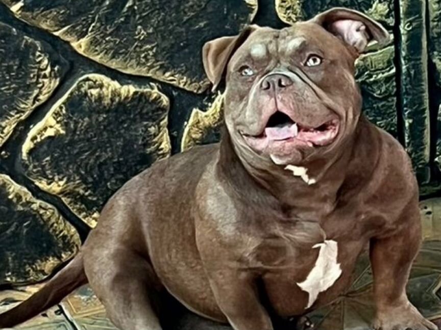 Будди покет