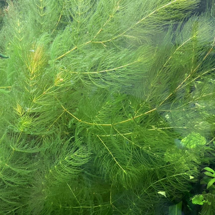 Роголистник свежая прополка