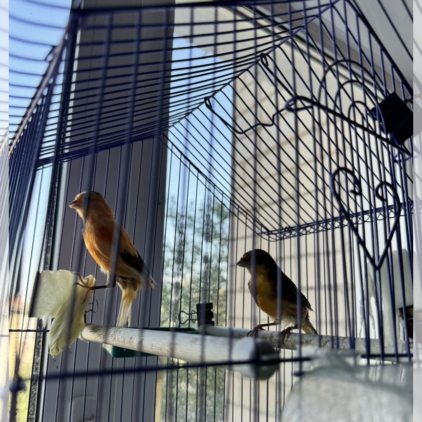 Кенара и канарейки