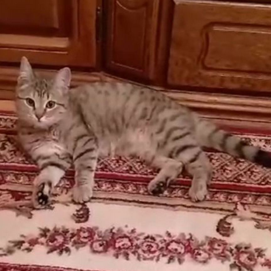 Трехцветная Тигровая кошечка в добрые руки