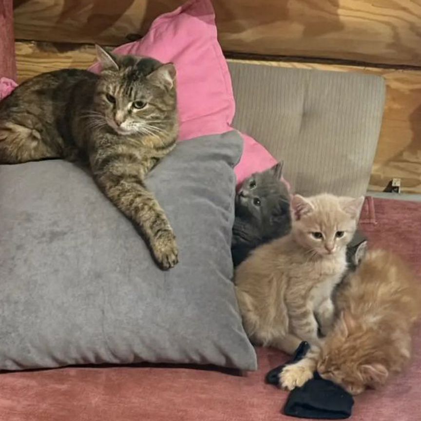 Котёнок в добрые руки
