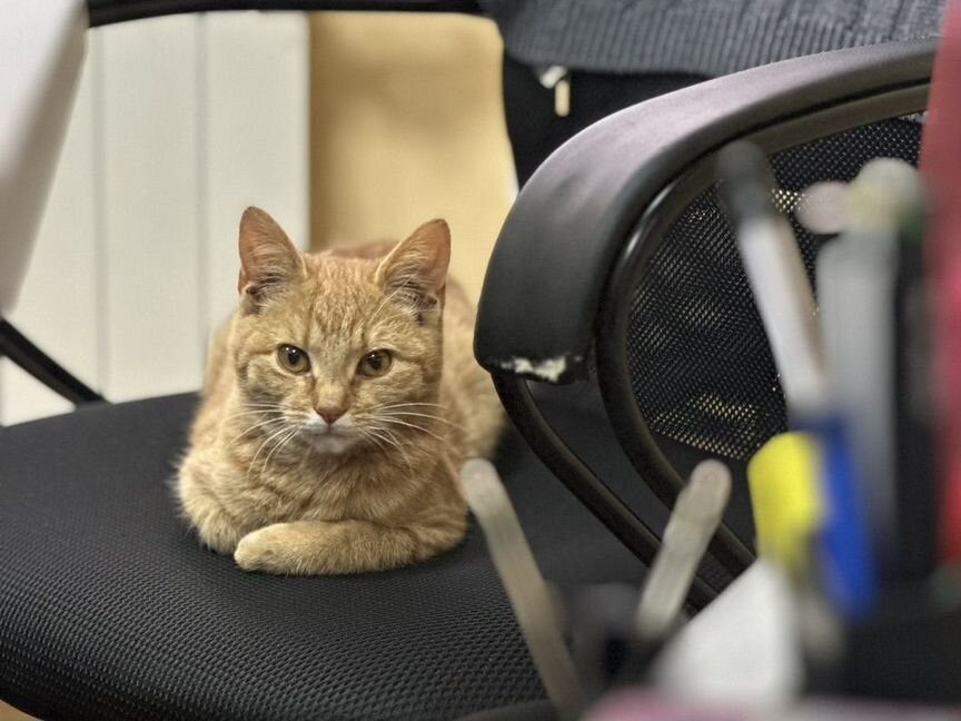 Редкая рыжая кошечка (7-8 месяцев)