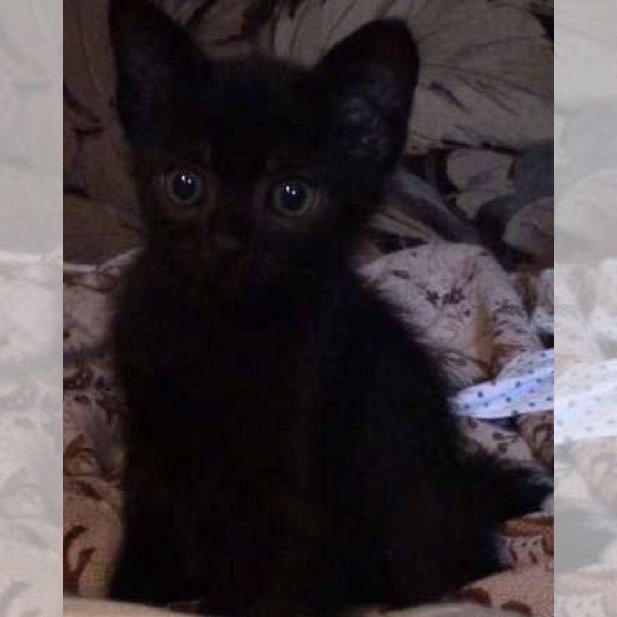 Котёнок в добрые руки