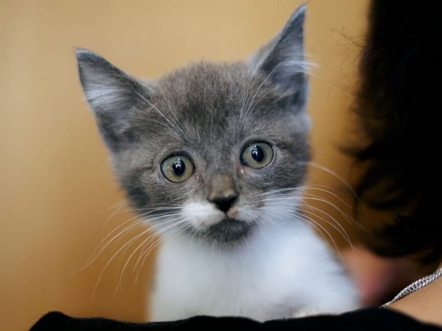 Котята из приюта