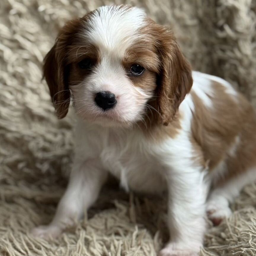 Кавалер кинг-чарльз-спаниель, щенок