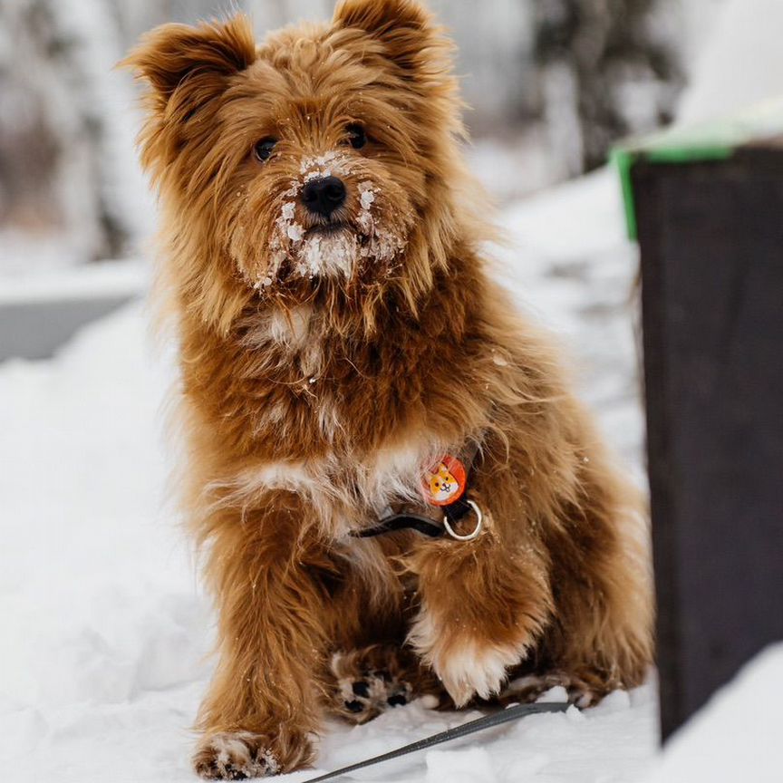Померанский шпиц, щенок