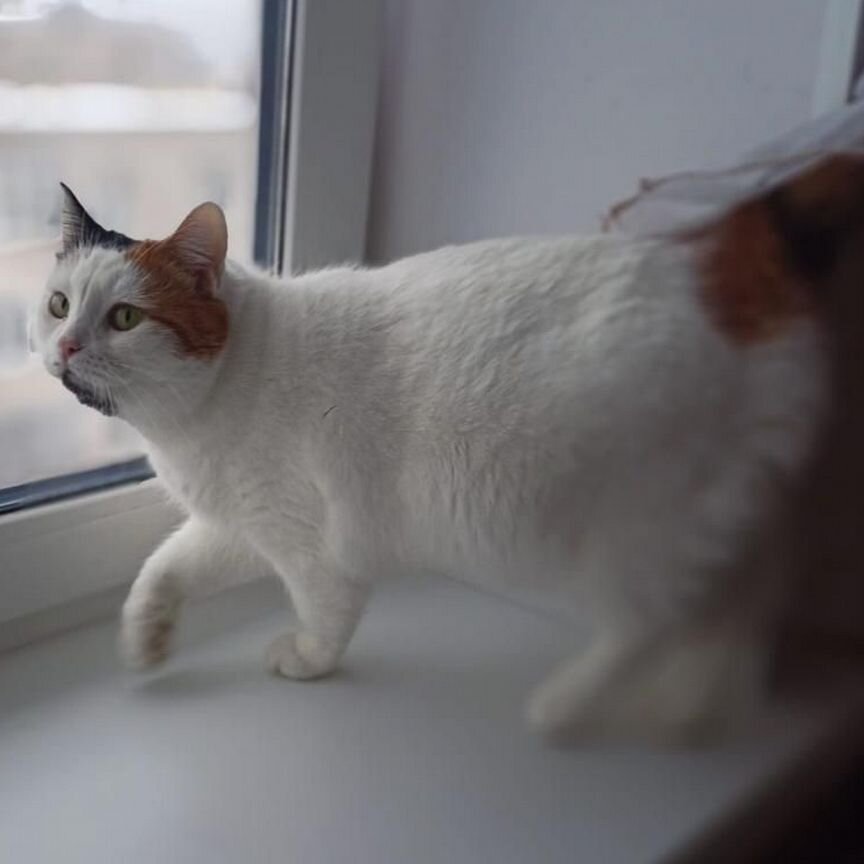 Кошки в добрые руки бесплатно