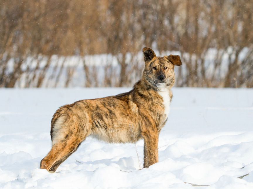 Дикополосатая Афра ищет дом