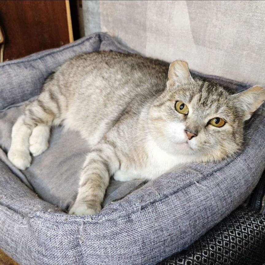Нежная кошечка Соня