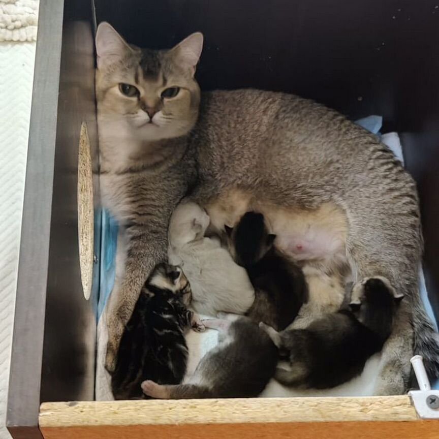 Шотландские котята золотая шиншилла