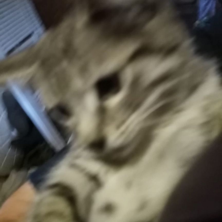 Кошечка ищет дом