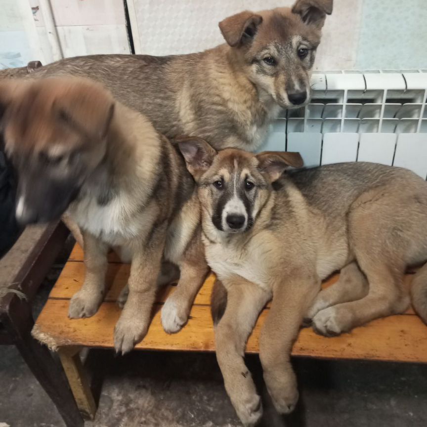 Щенок в добрые руки