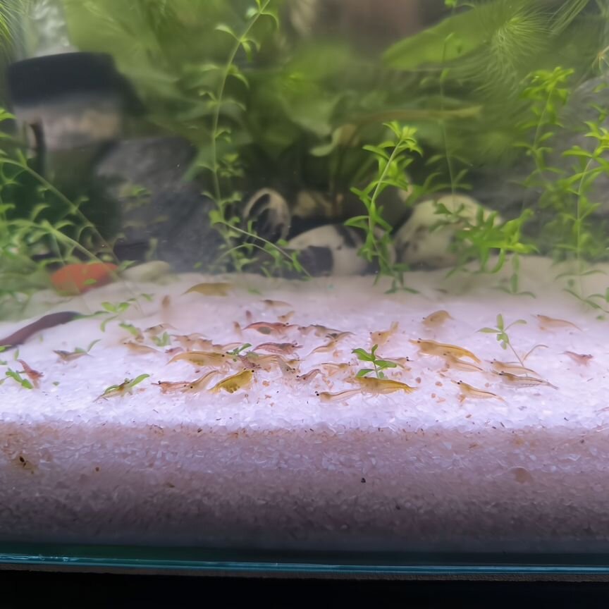 Отдам креветок