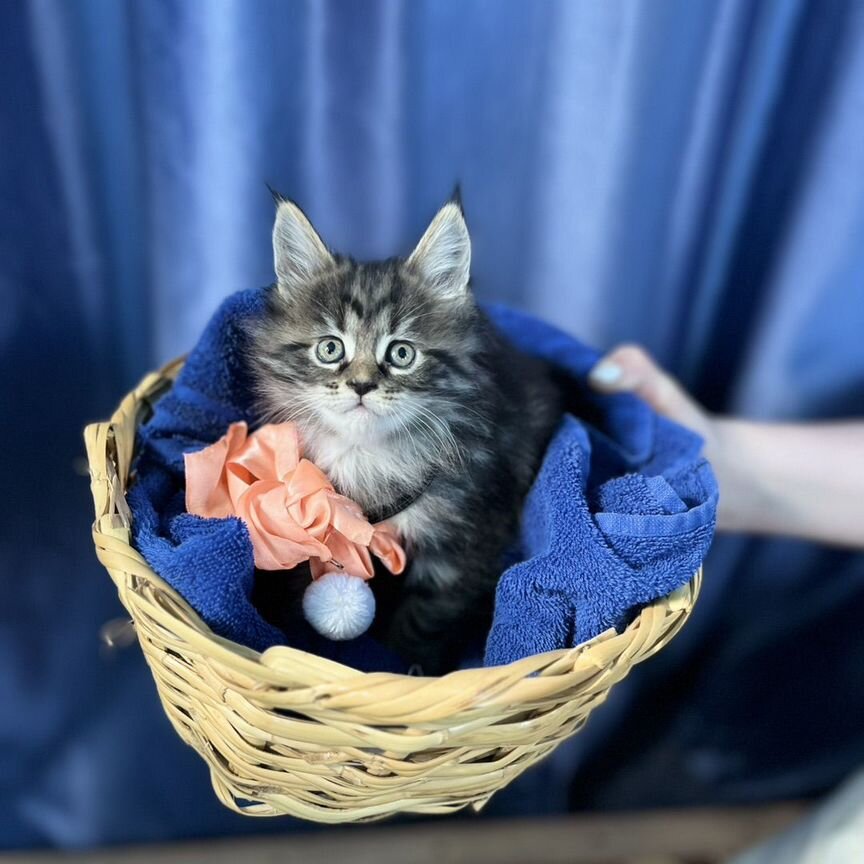 Котята мейн-кун