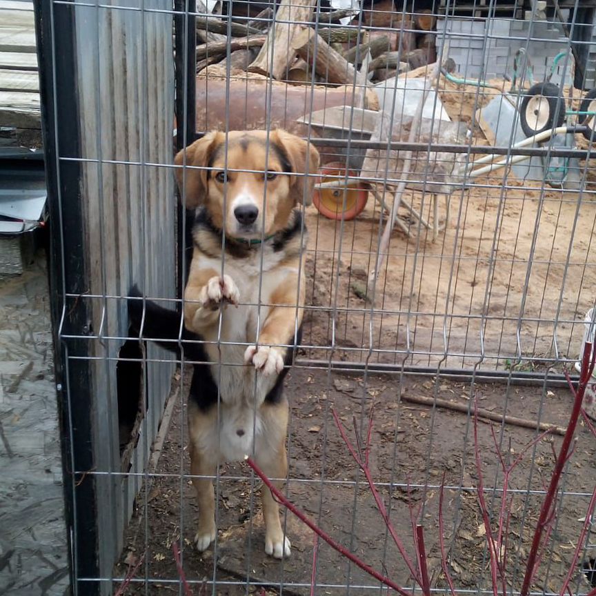 Бигль, щенок