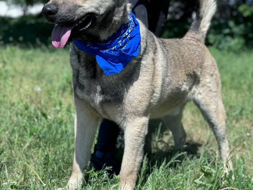 Кайзер, собака из приюта в добрые руки