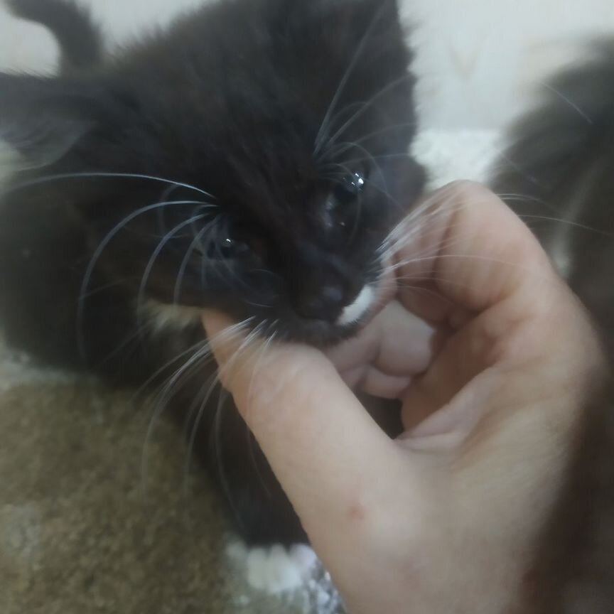 Котята в добрые руки бесплатно