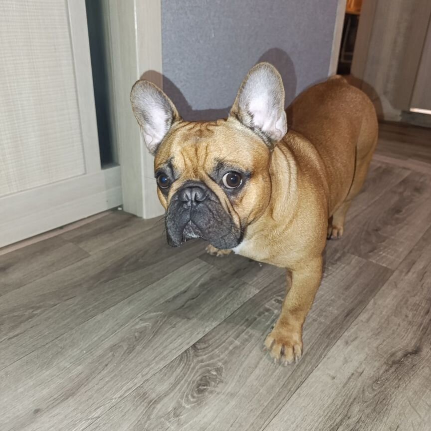 Французский бульдог, щенок