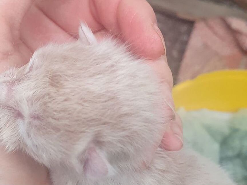 Суточный котёнок