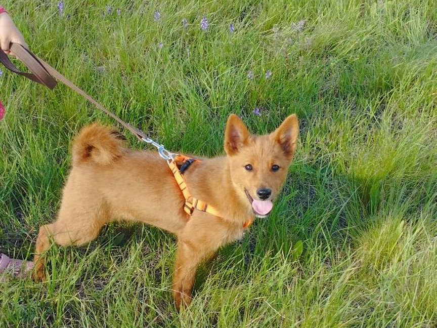 Собака в добрые руки щенок Карело-Финской лайки