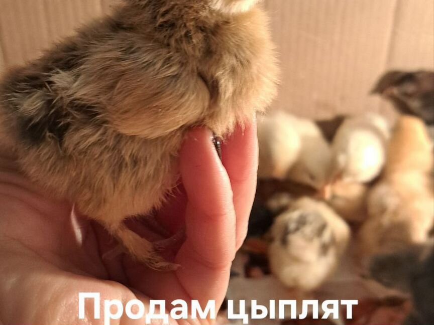 Продажа домашней птицы